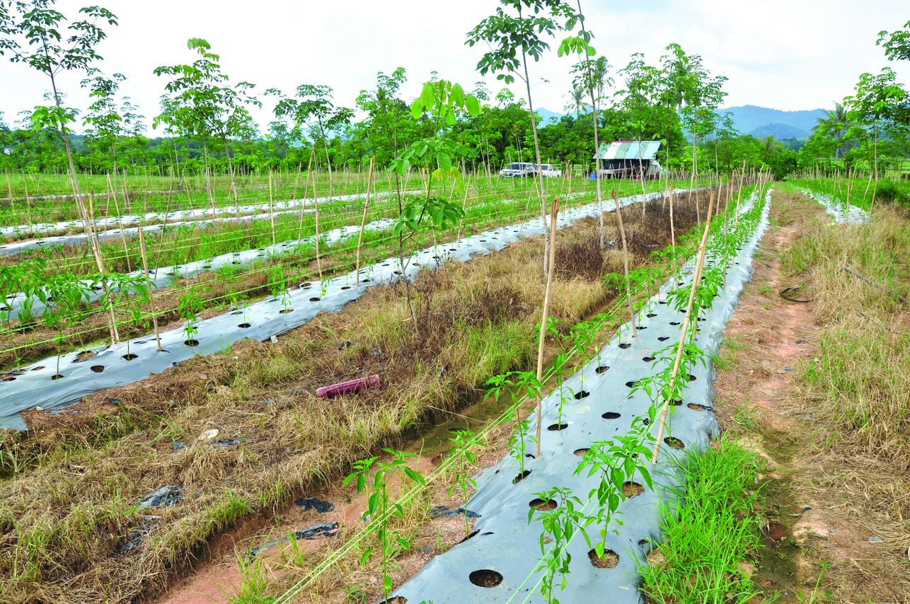 Cili Hasil Berterusan selama 6 bulan - Agrimag