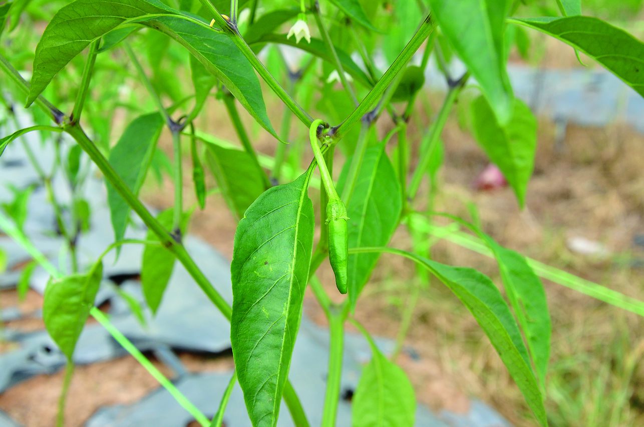 Cili Hasil Berterusan selama 6 bulan - Agrimag