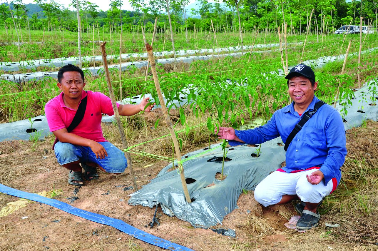 Cili Hasil Berterusan selama 6 bulan - Agrimag
